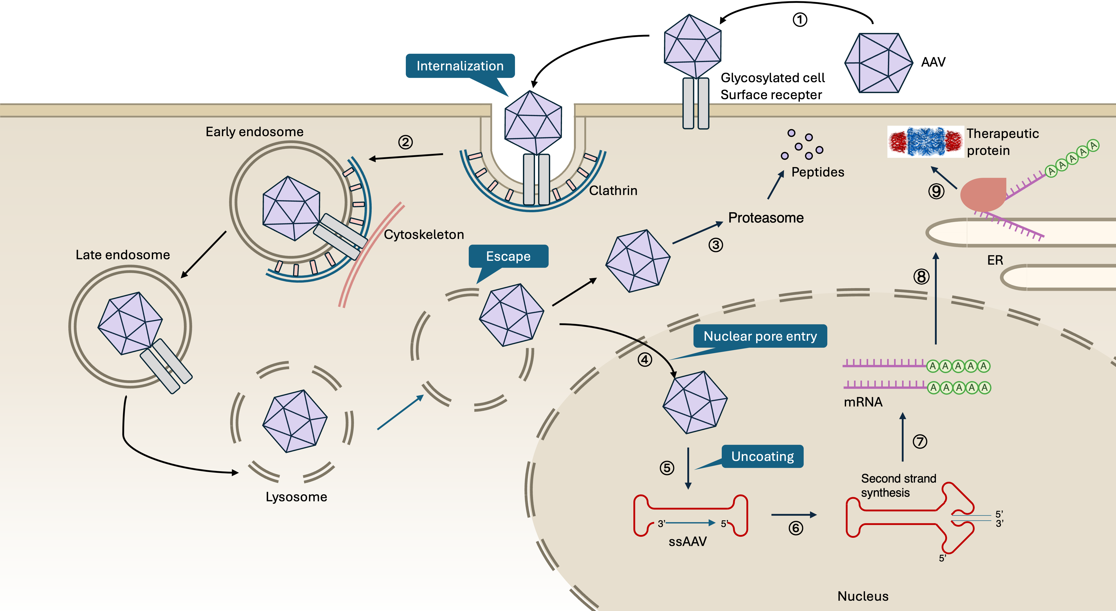 GenAssist Therapeutics